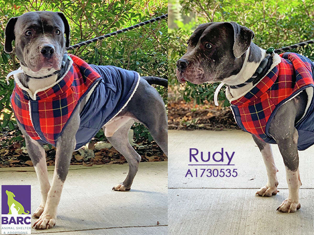 BARC Animal Shelter hosting two major events to provide pandemic relief ...