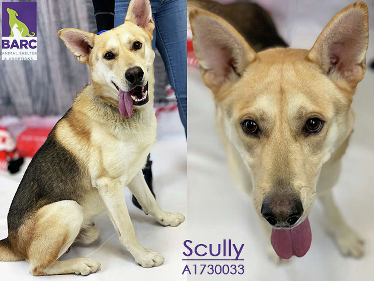 BARC Animal Shelter hosting two major events to provide pandemic relief ...