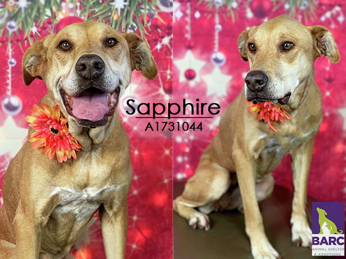 BARC Animal Shelter hosting two major events to provide pandemic relief ...