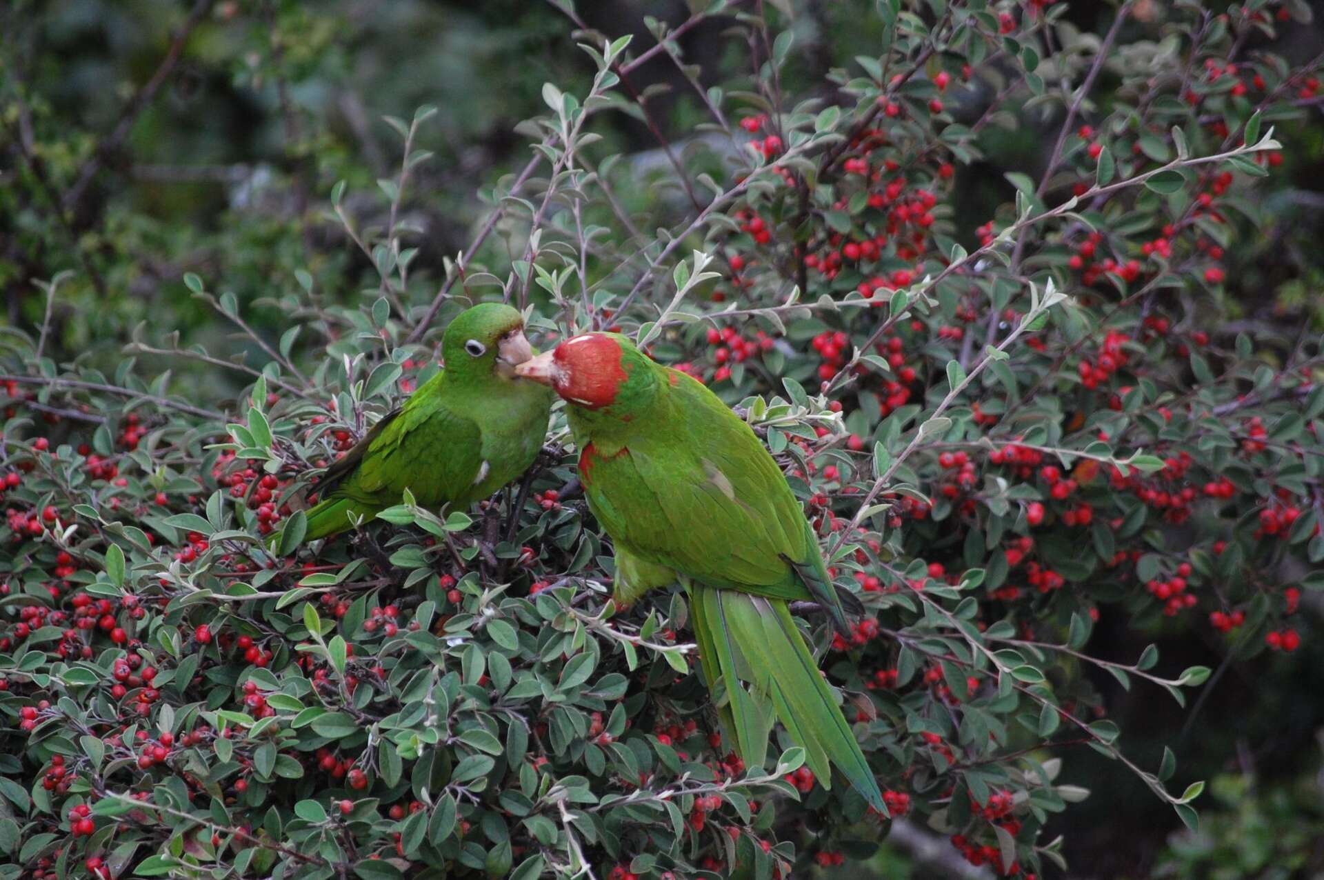 Some of San Francisco's iconic wild parrots are sick. Meet the people ...