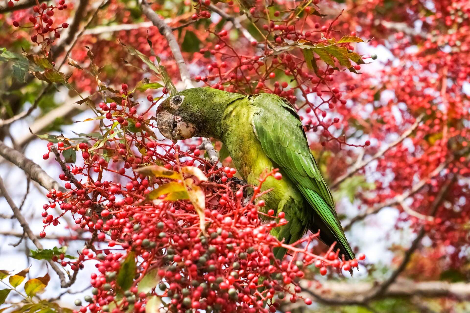 Some of San Francisco's iconic wild parrots are sick. Meet the people ...