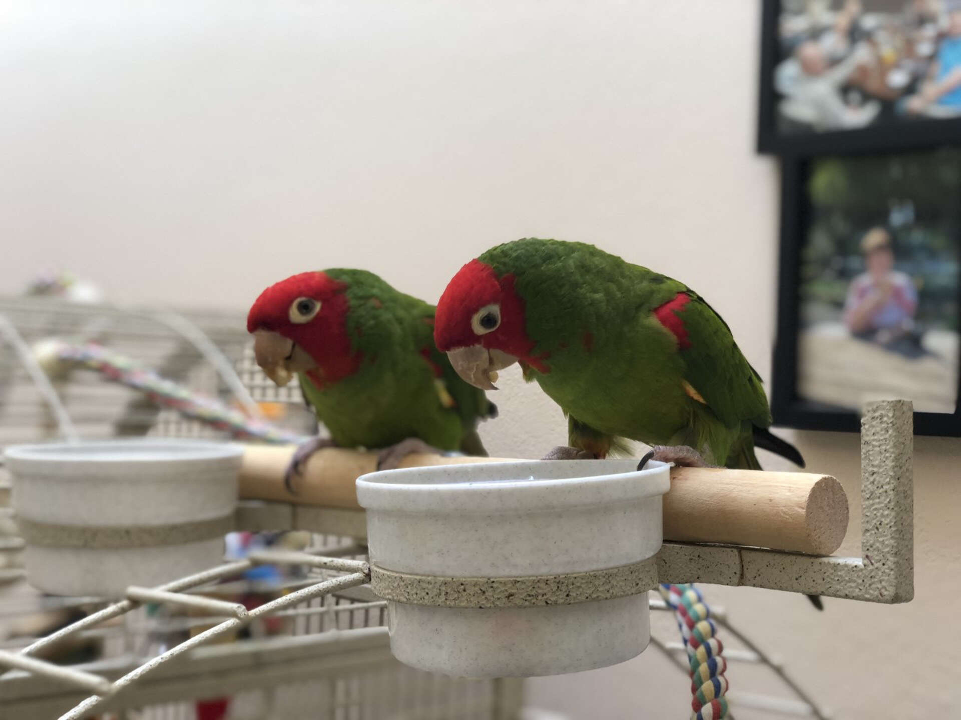 Some of San Francisco's iconic wild parrots are sick. Meet the people ...