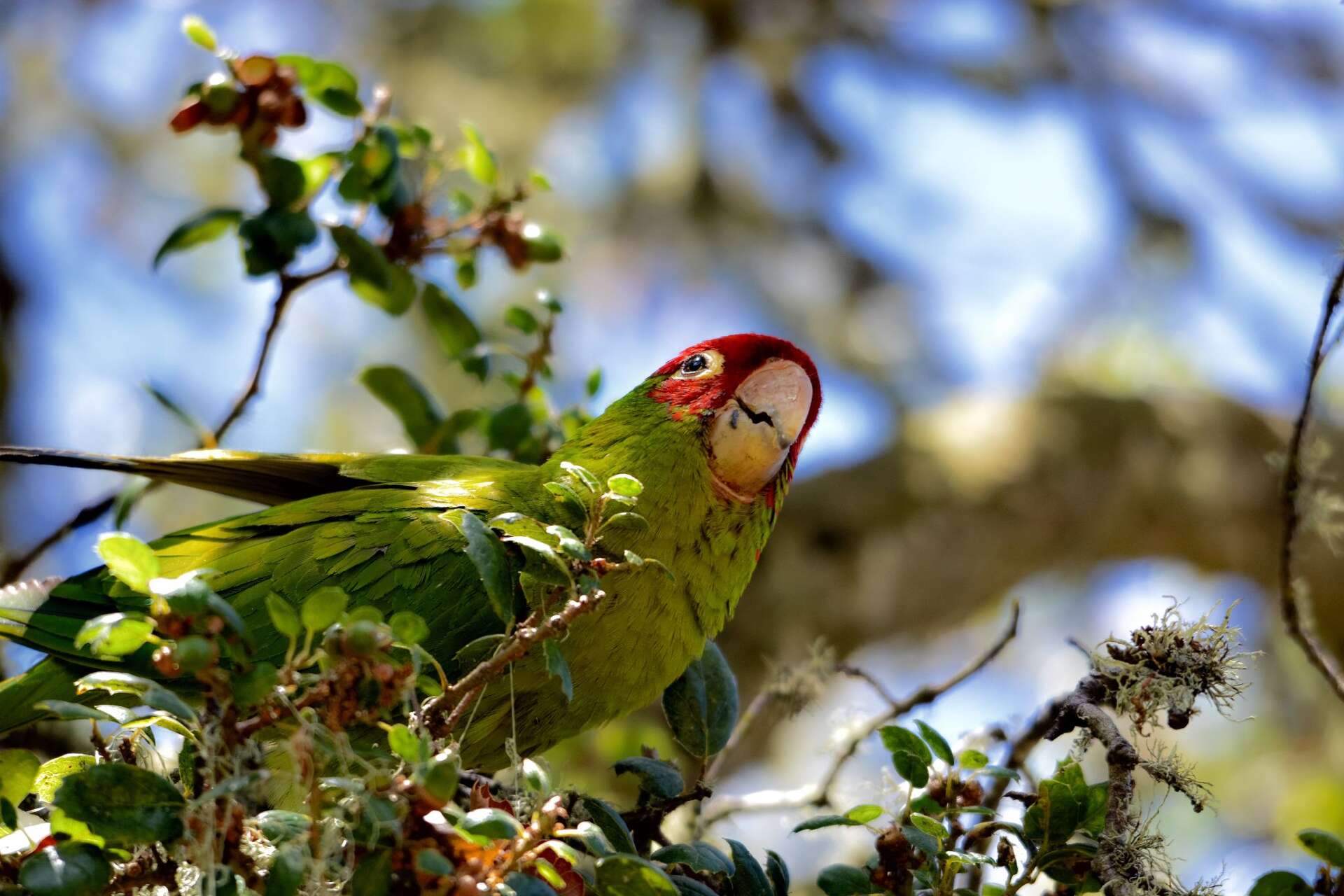 Some of San Francisco's iconic wild parrots are sick. Meet the people ...