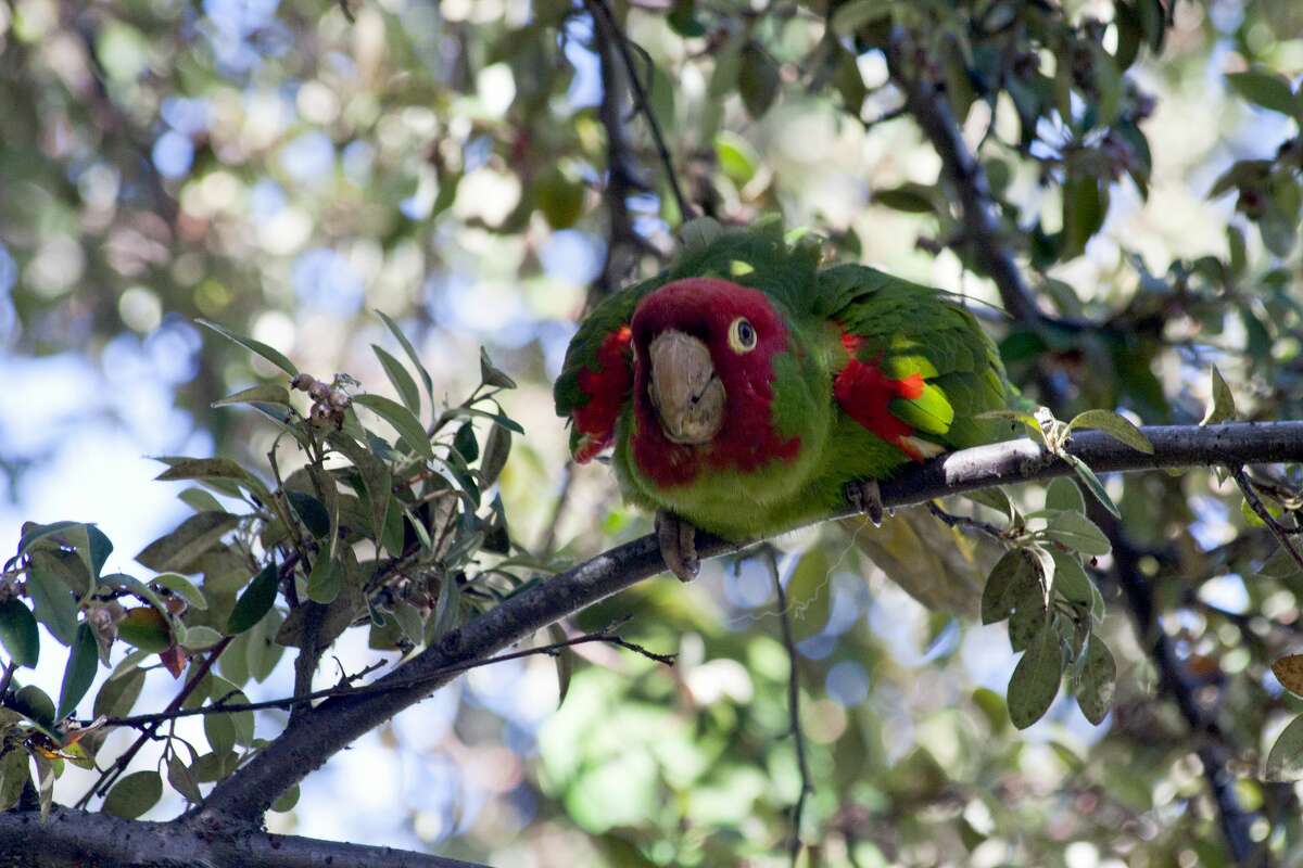 Some of San Francisco's iconic wild parrots are sick. Meet the people ...