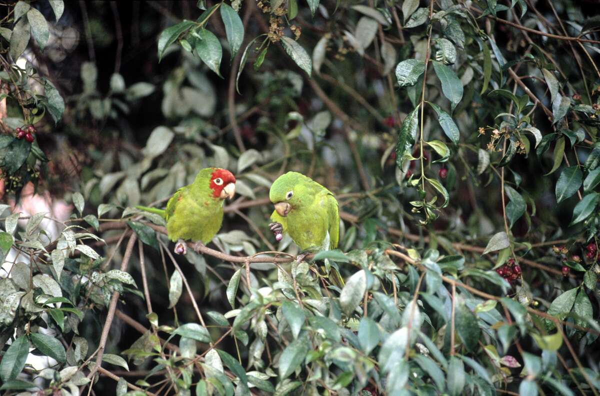 Some of San Francisco's iconic wild parrots are sick. Meet the people ...