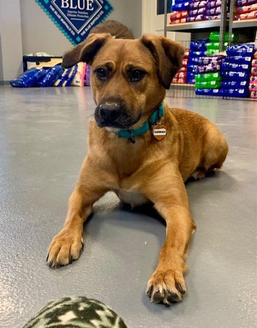 Hannah, a dog, needs a home that has three things