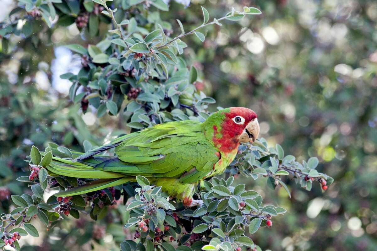 Some of San Francisco's iconic wild parrots are sick. Meet the people ...