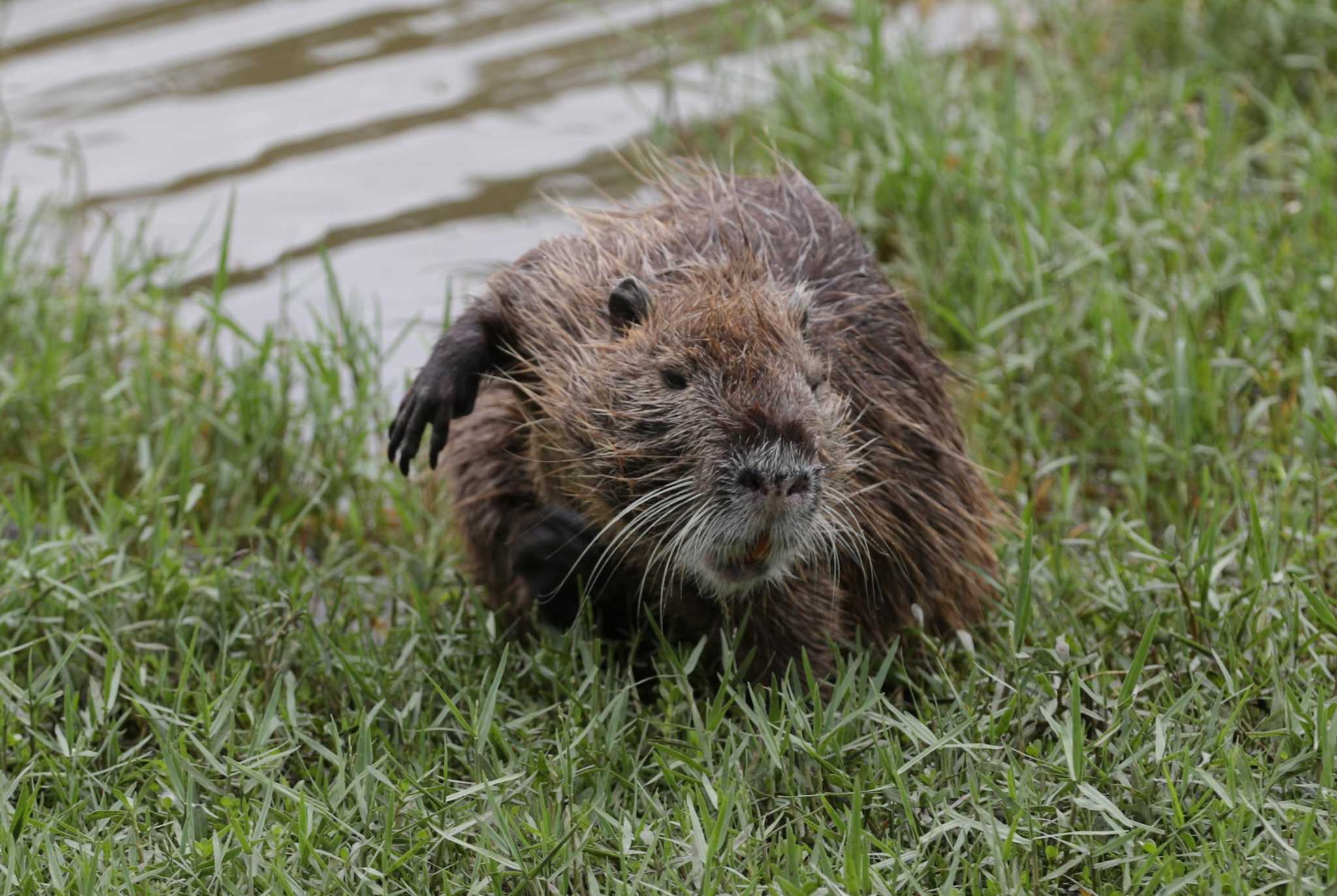 OUTDOORS: Nutria are another invader imported by man