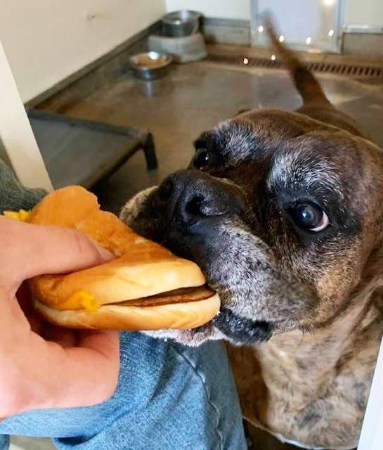 Lucky dog: Sponsors providing canine cheeseburgers