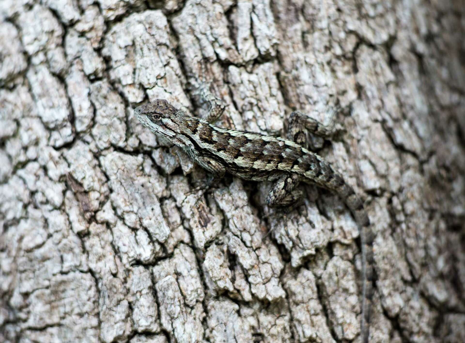 Texas spiny lizard not as famous as the Texas horned lizard or horny ...