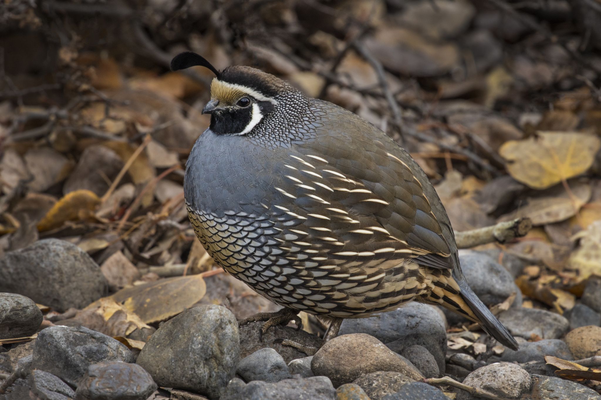 San Francisco's official bird is locally extinct, but may be ...