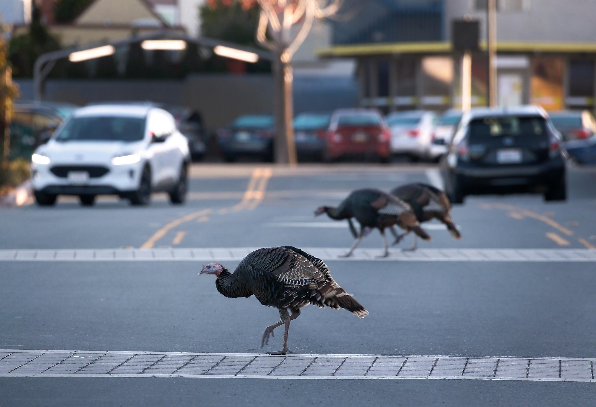 Packs of wild turkeys are turning heads and blocking traffic in this ...