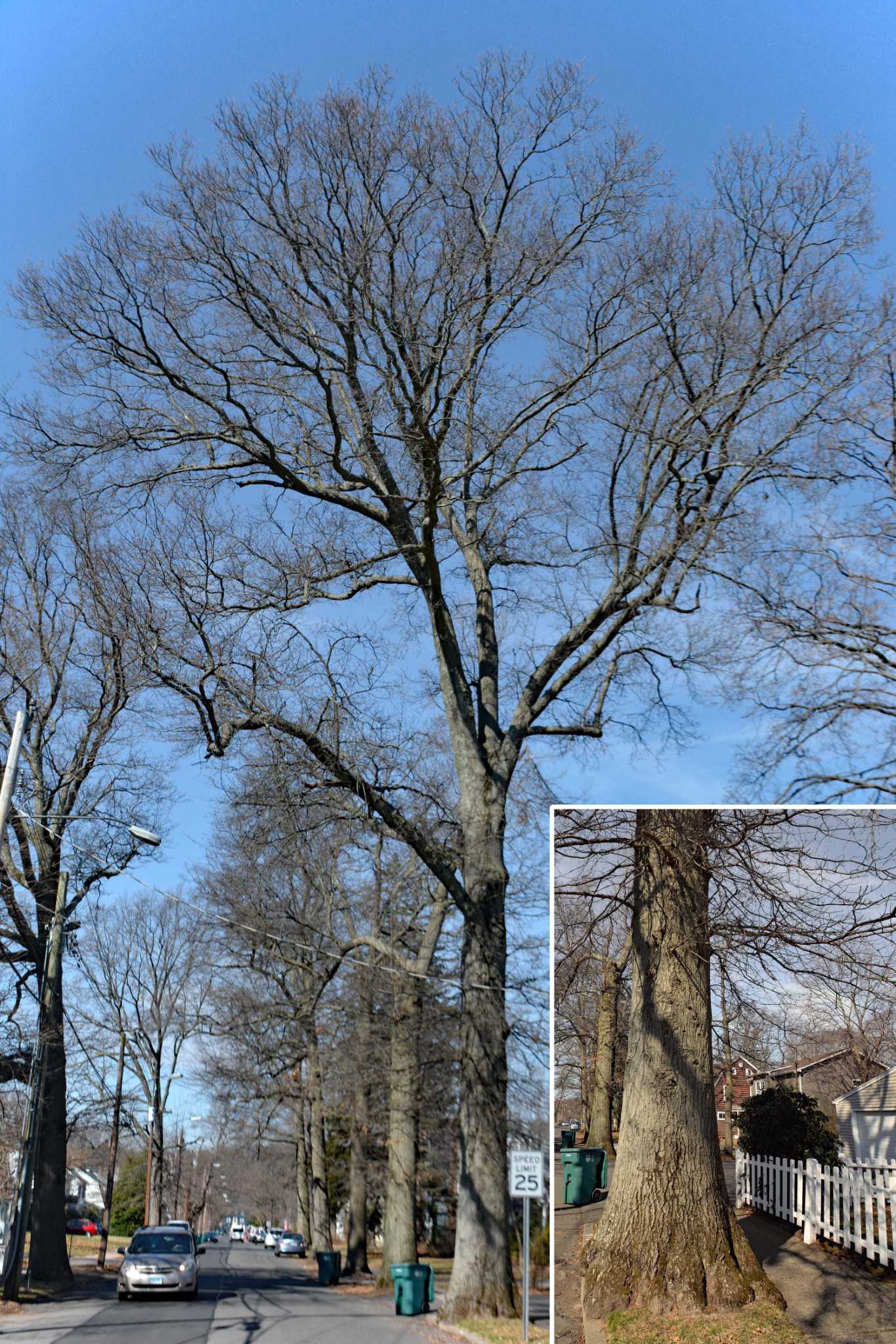 Hamden names November’s notable tree