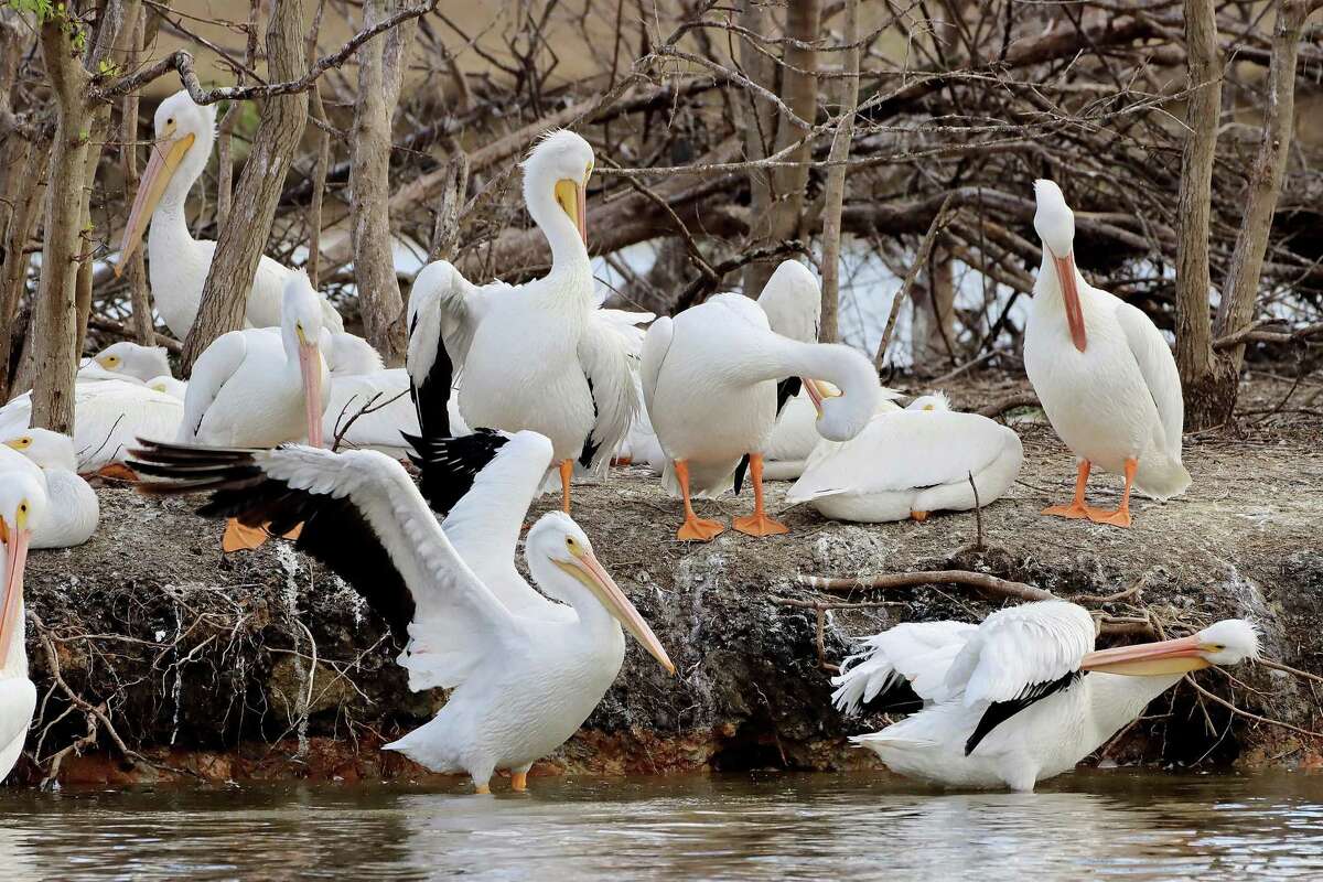 Here’s where to spot white pelicans staying here for winter