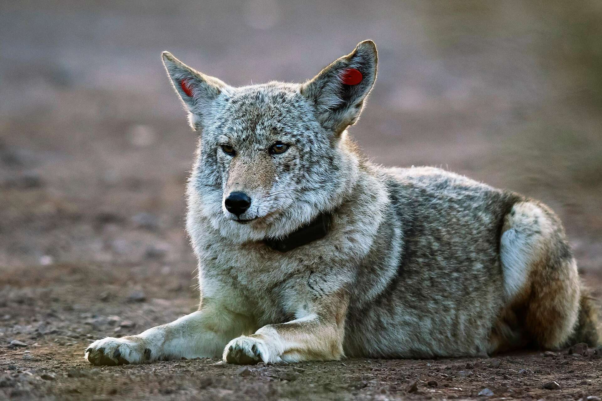 DNA confirms single coyote responsible for 4 attacks in East Bay. Here ...