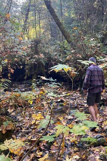 Why you should skip seeing Hyperion, the tallest tree in the world