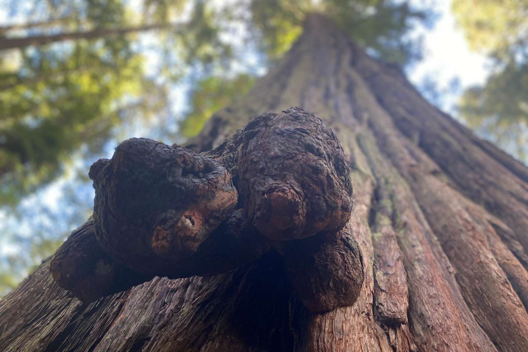 Redwood Burl Poaching