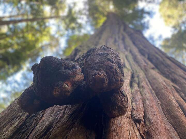 Why you should skip seeing Hyperion, the tallest tree in the world