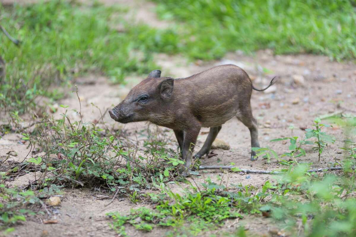 Feral hogs cause more than $1.5 billion in damage each year, but the ...
