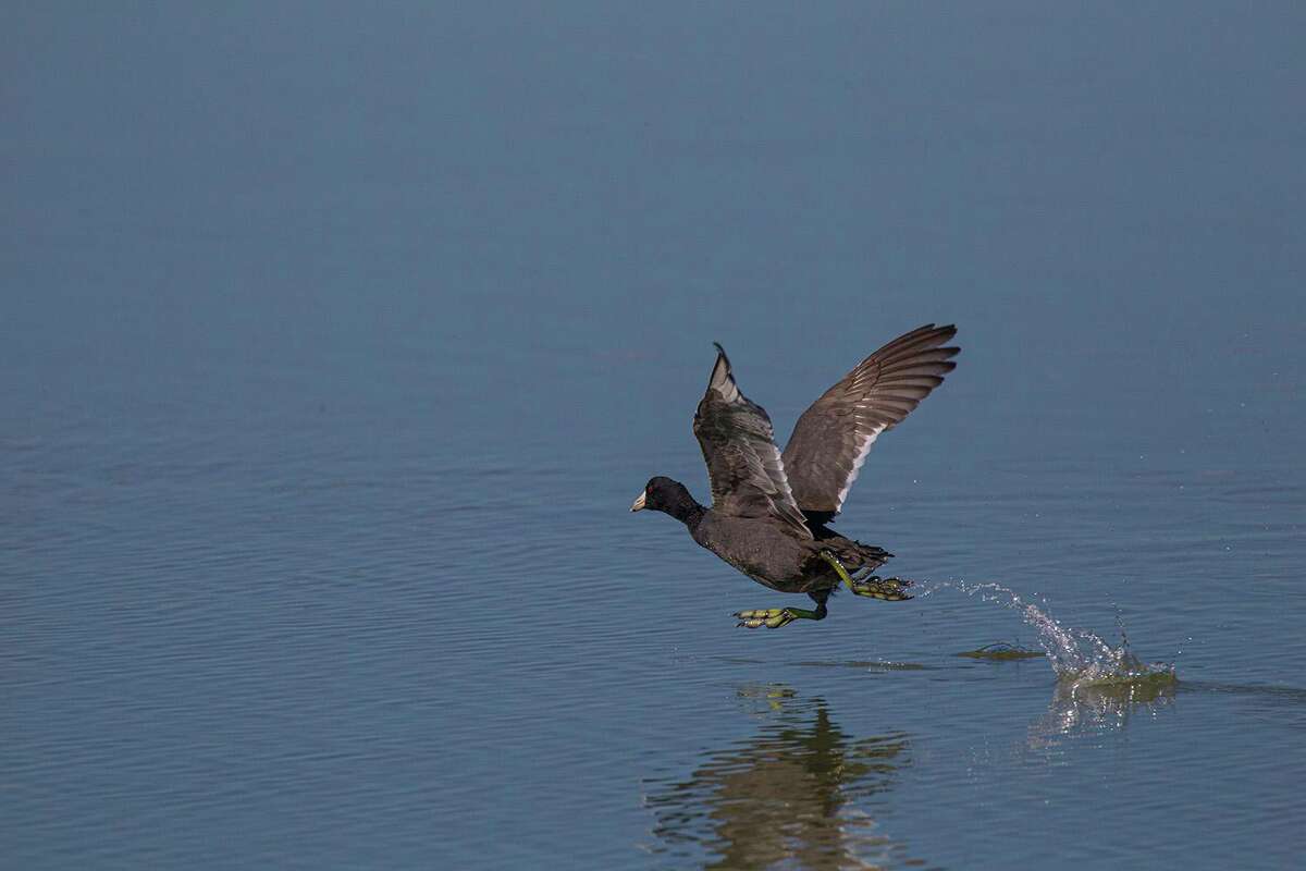 American coots are waterbirds that don’t deserve their crotchety moniker