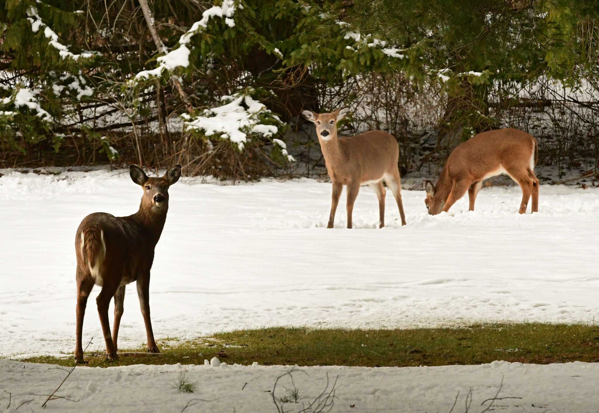 Jason Gough's forecast: Some good news as we get into 2021