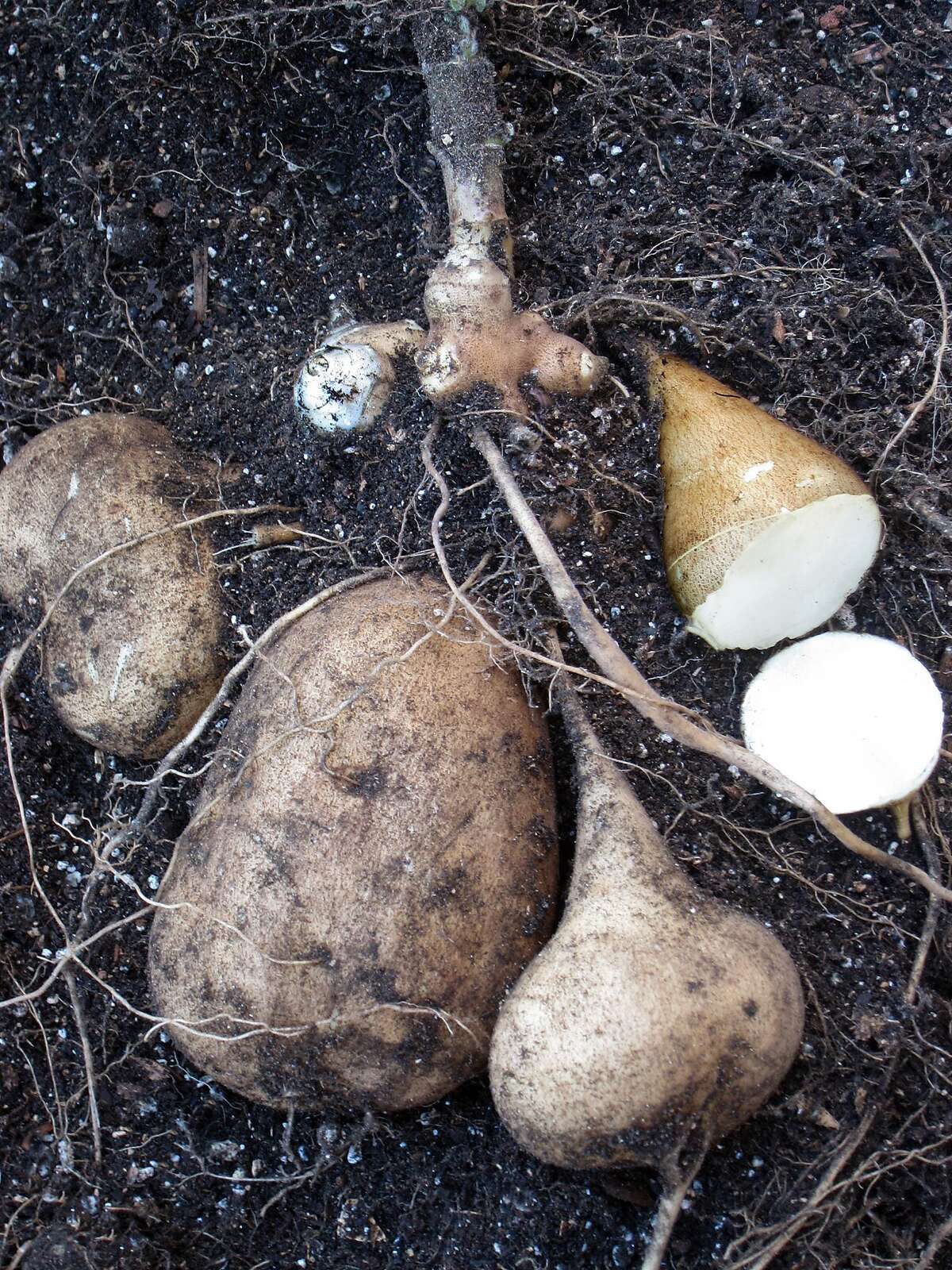 Crisp yacon tastes like jicama and you can grow it right now in the Bay ...