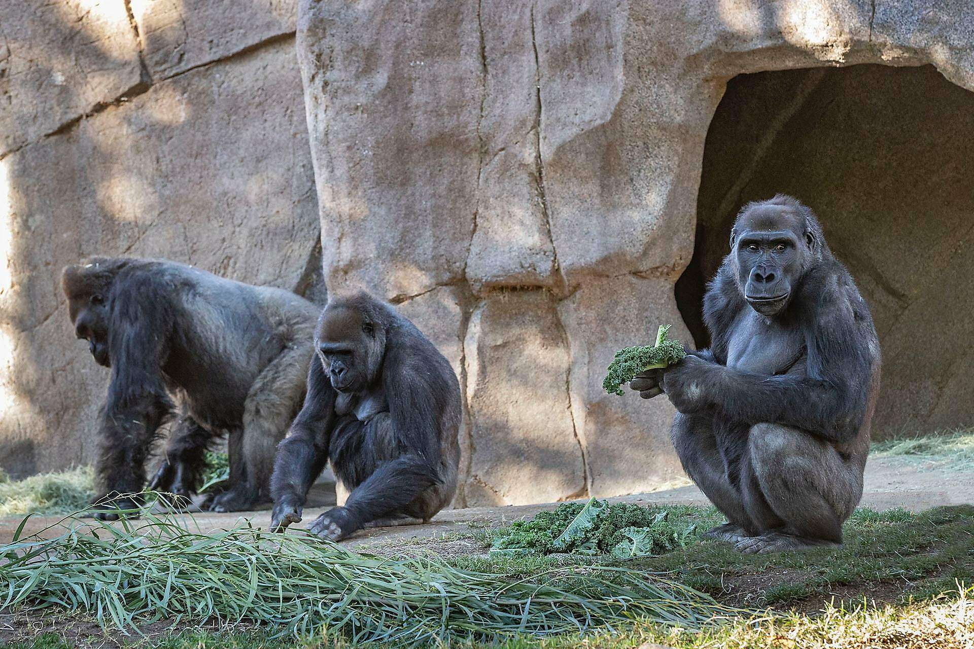 Gorillas infected with coronavirus at San Diego Zoo, human transmission ...
