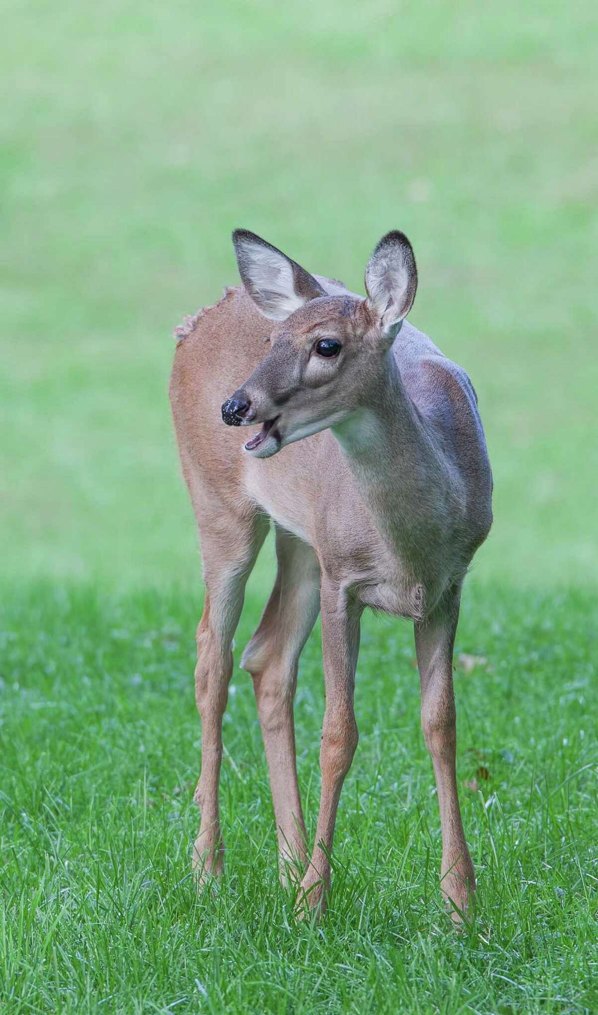 White-tailed deer: These icons of Texas roam most of the U.S.