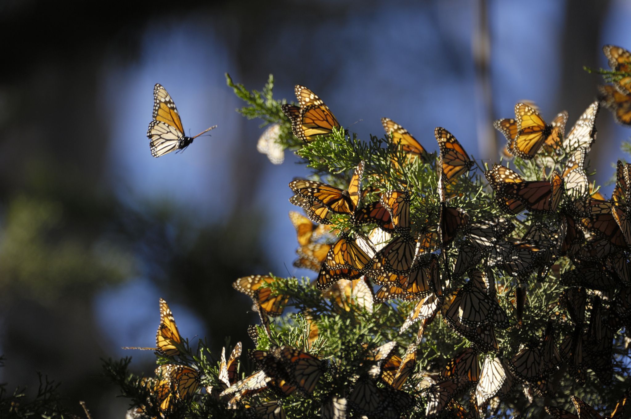 Report: Bay Area county’s western monarch butterfly population hits ...