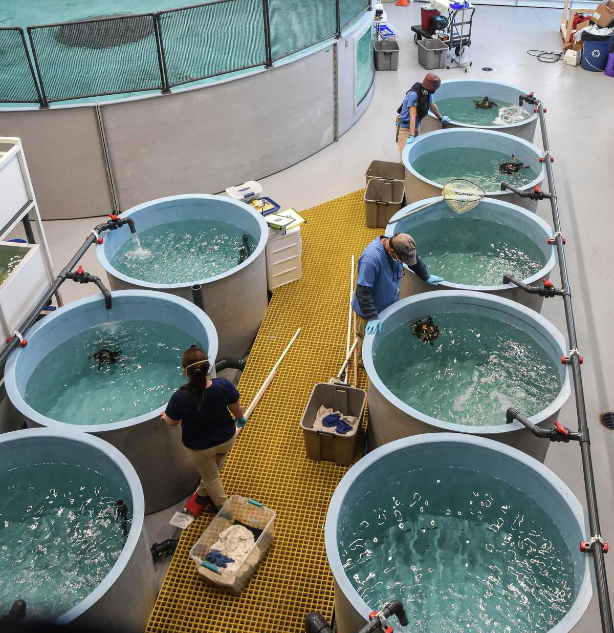 Safe haven: Mystic Aquarium and other facilities offer a home to ...