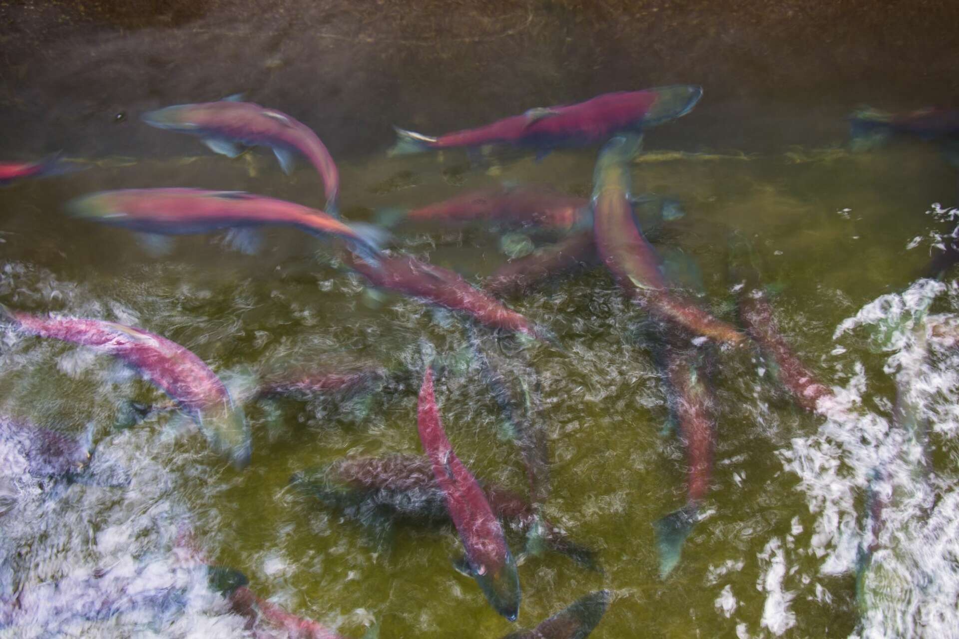 'Teetering on the brink of extinction': New report shows Washington's ...