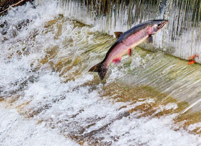 'Teetering on the brink of extinction': New report shows Washington's ...