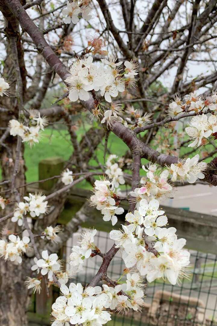 A guide to the small trees you should plant in your San Antonio garden ...