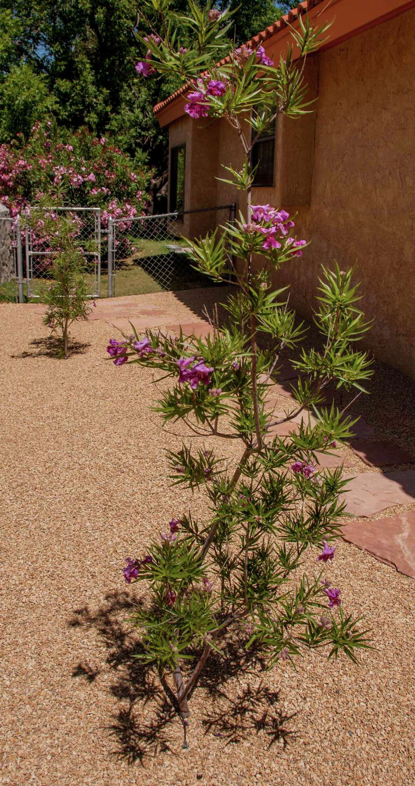 A guide to the small trees you should plant in your San Antonio garden ...