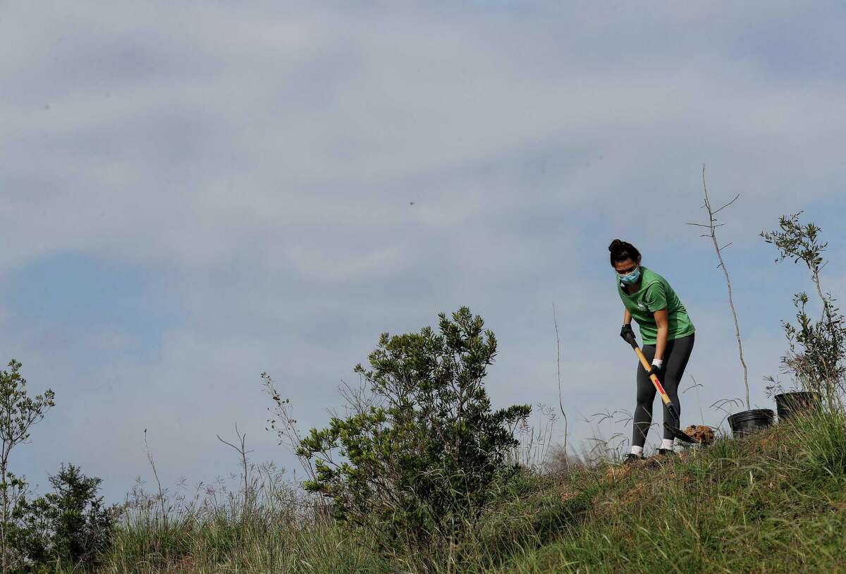 Houston's newest heroes are native ‘super trees’ with special eco-powers