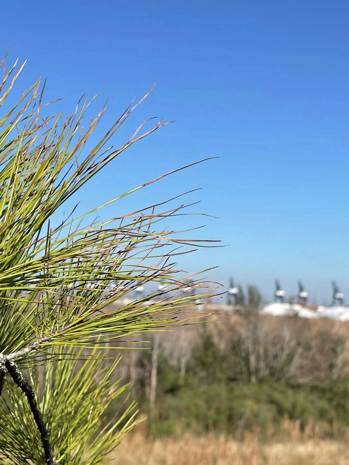 Houston's newest heroes are native ‘super trees’ with special eco-powers
