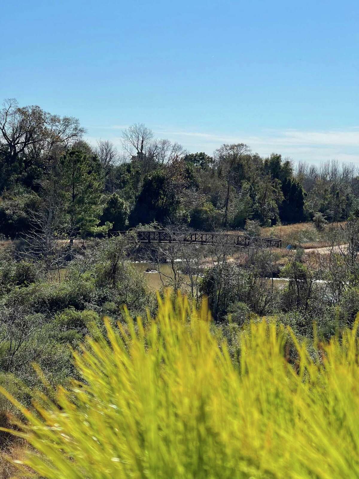 Houston's newest heroes are native ‘super trees’ with special eco-powers