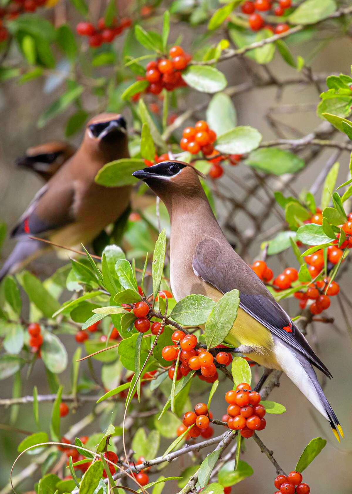Cedar waxwings are the drunken revelers of the bird world