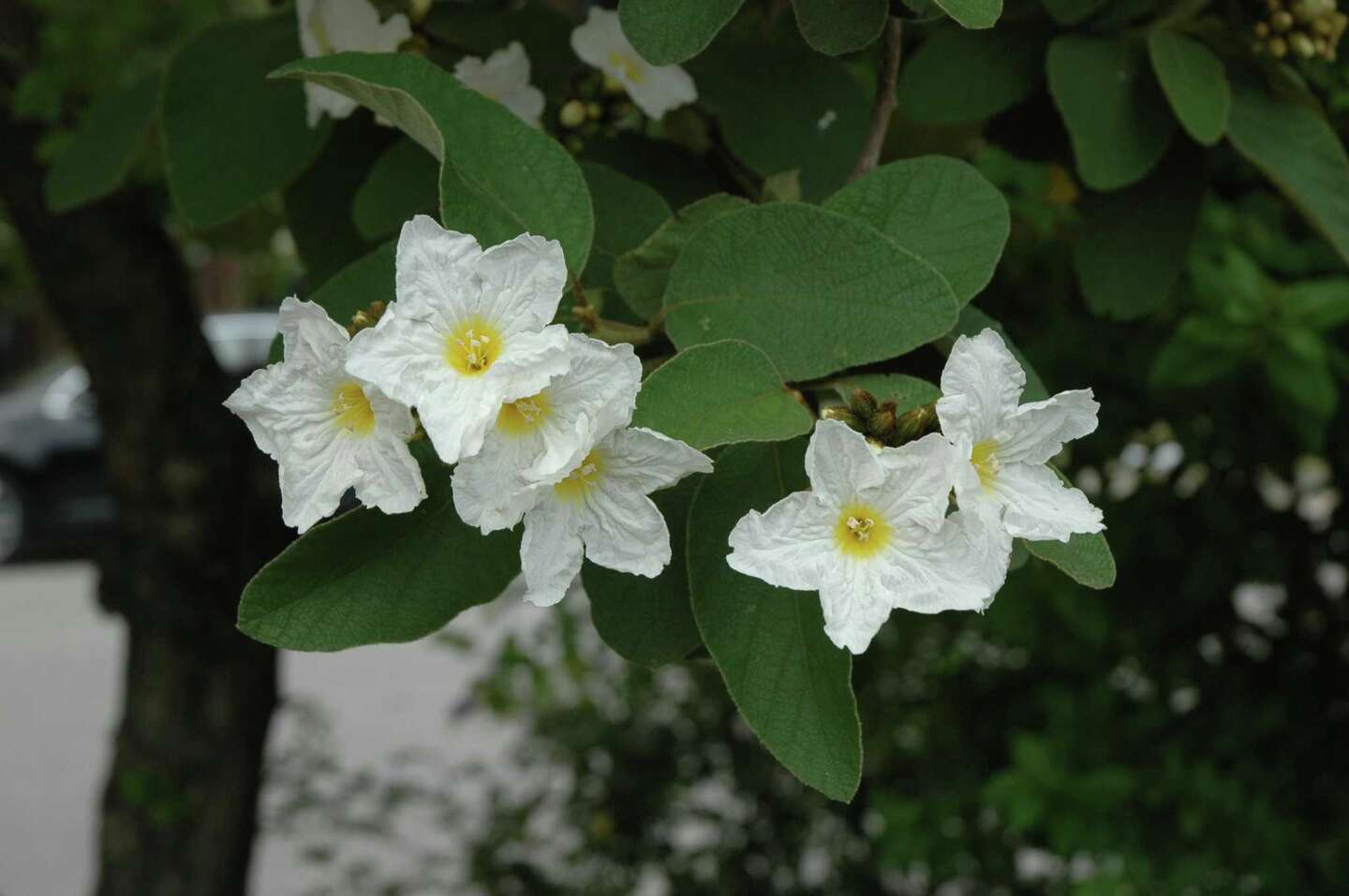 A guide to Texas’ prettiest small trees