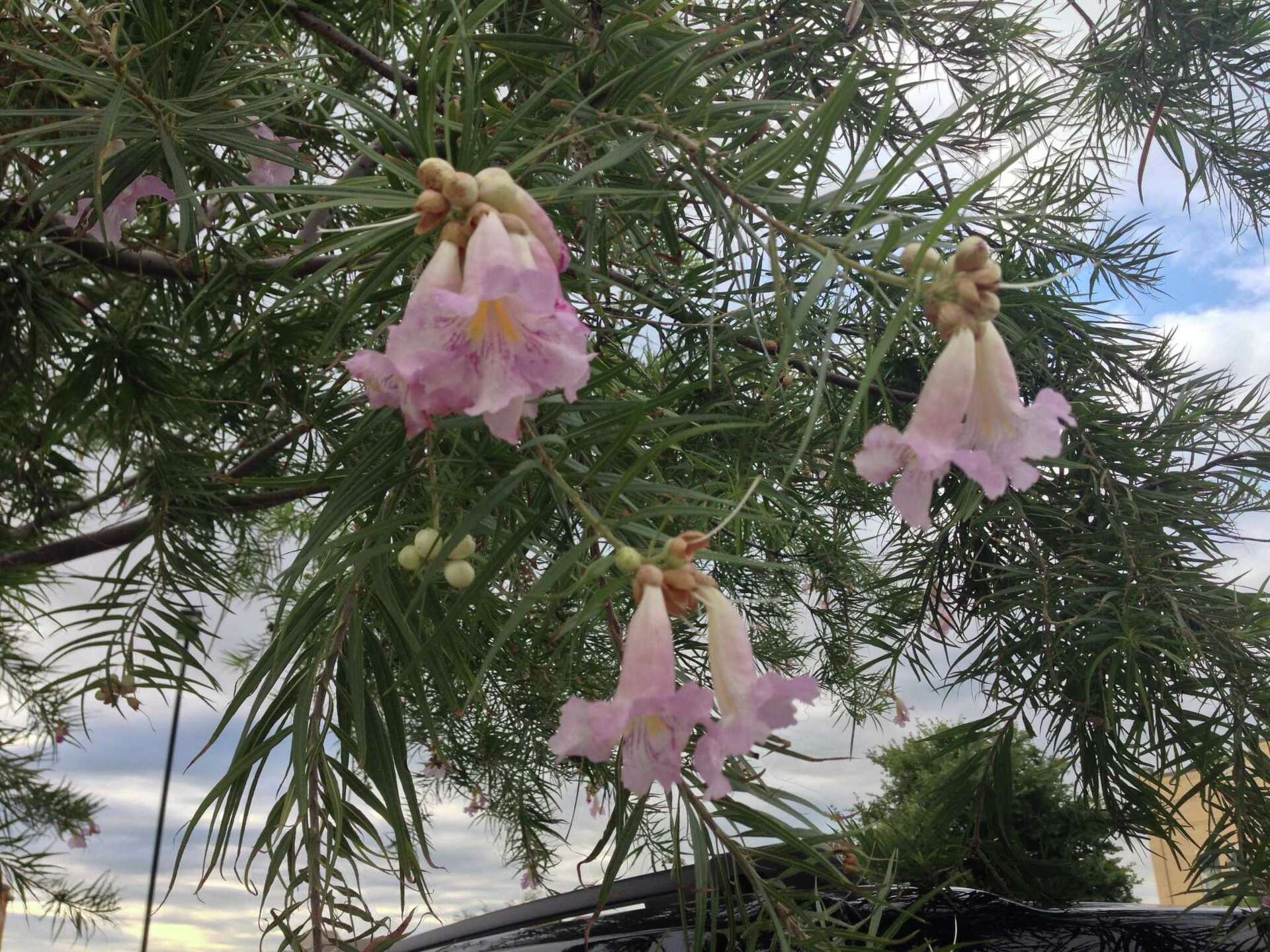 A guide to Texas’ prettiest small trees