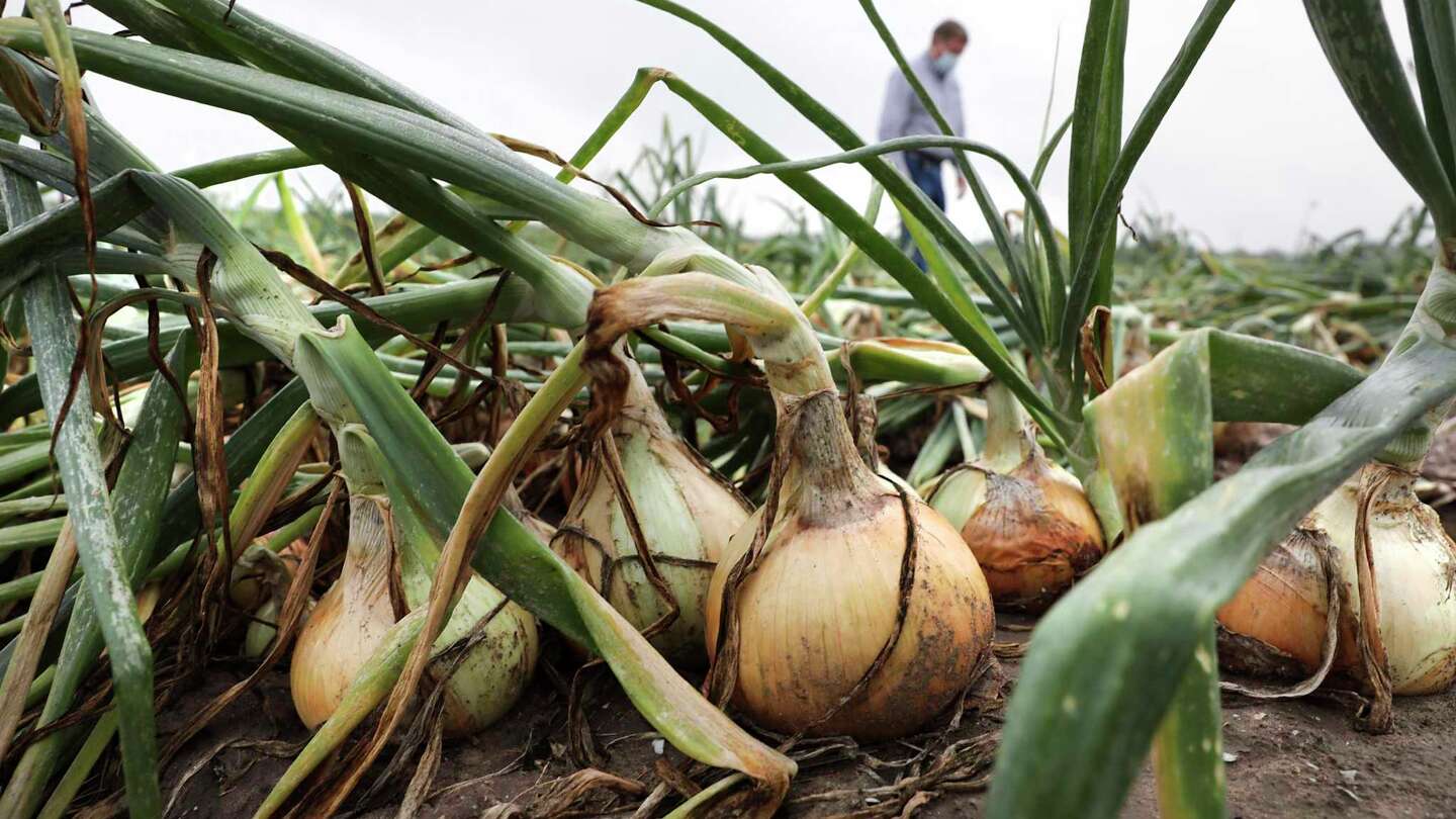 Michael Potter: Guidelines for successfully growing onions in ...