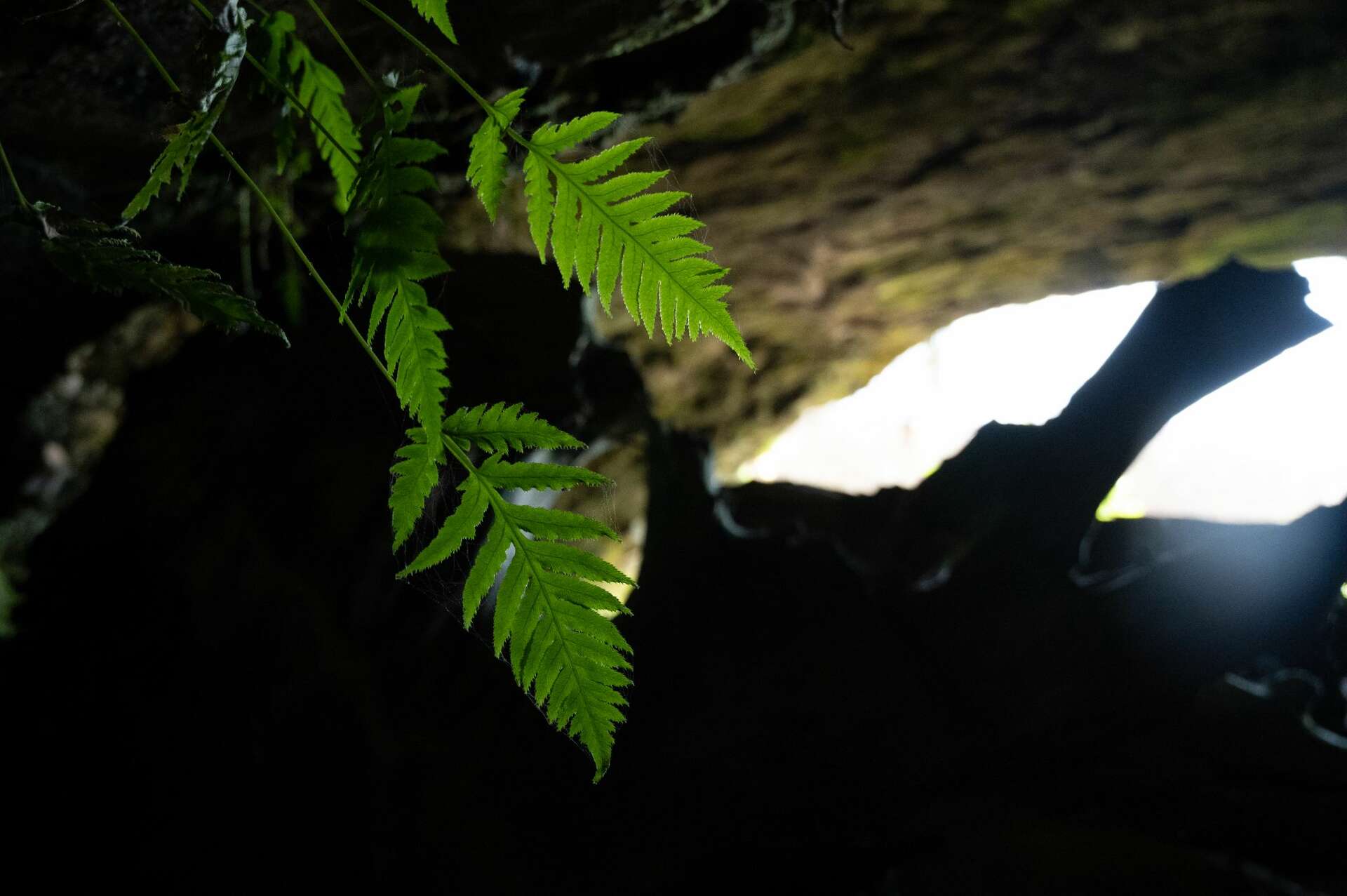 I hiked to a magical sea cave an hour outside SF and want to live there ...