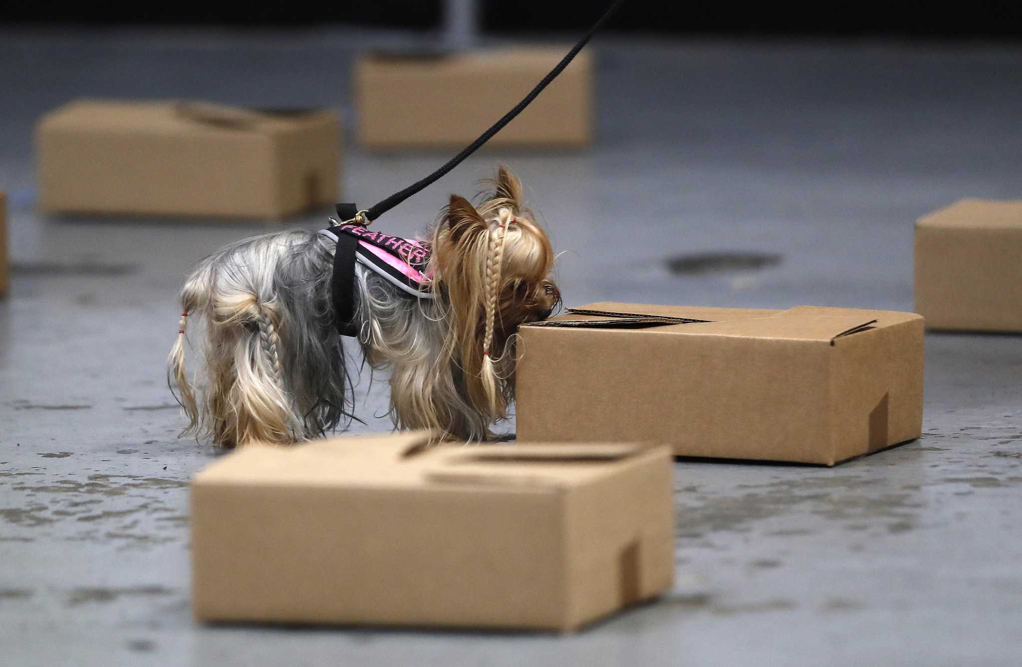 Nosy dogs sniff out top honors — and treats — at NW Houston contest
