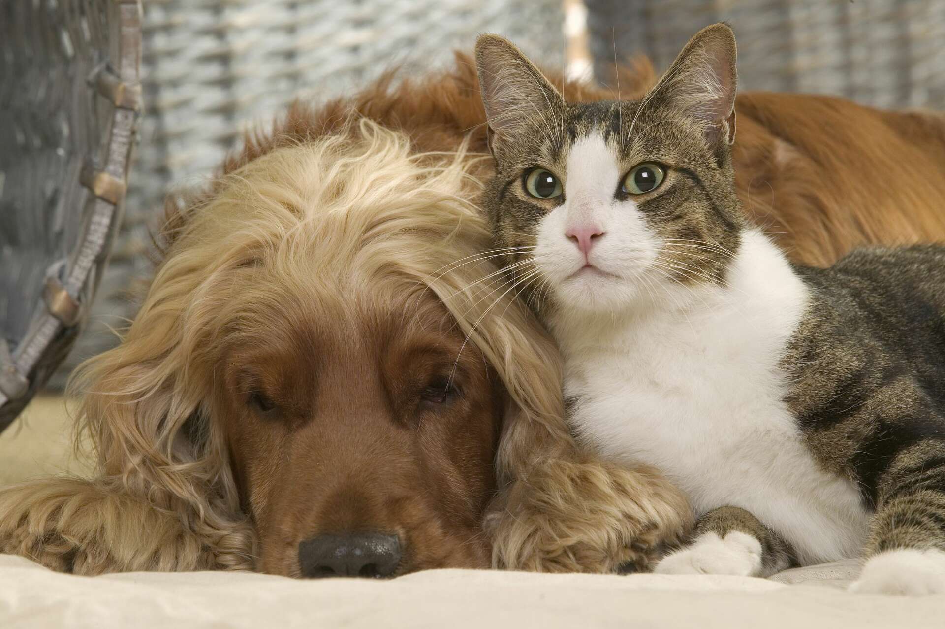 Get your San Antonio pets spayed or neutered for only $25