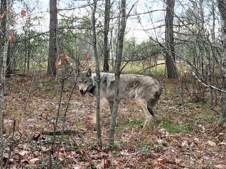 Tom Lounsbury: Spurred on by howling wolves on an Arctic mountain ...