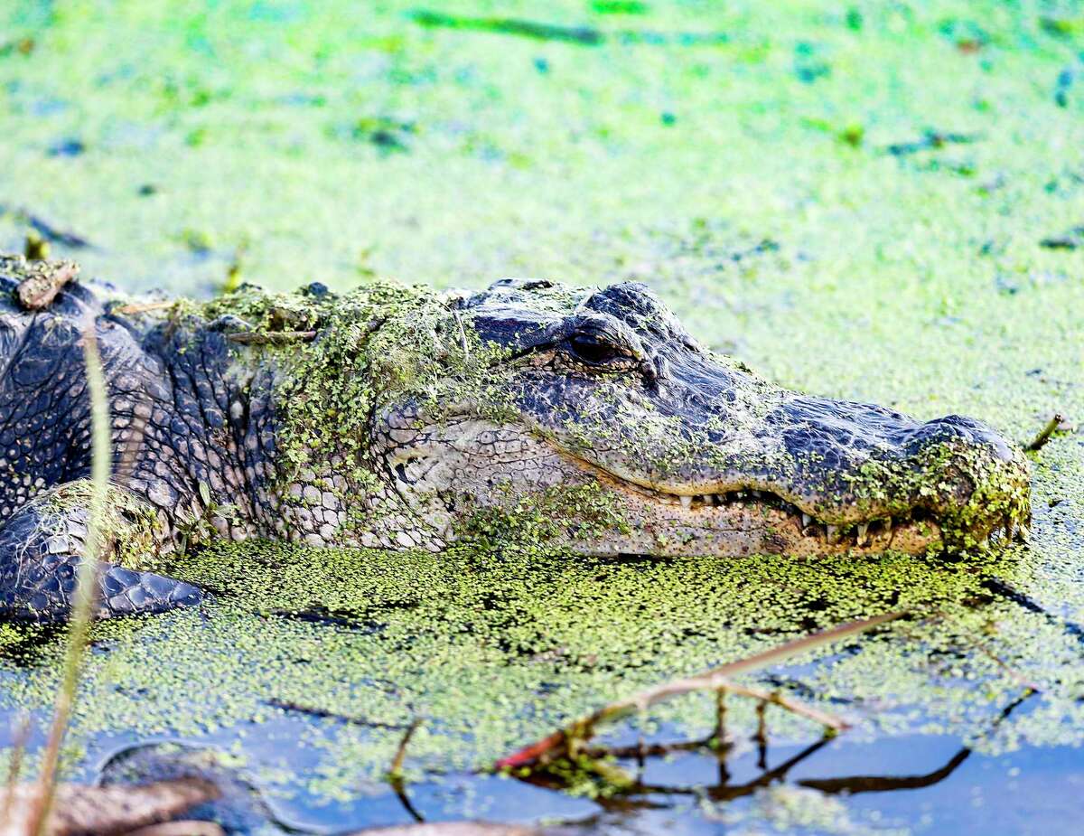 Yep, San Antonio gets its share of wild alligators. On guard, Fluffy!