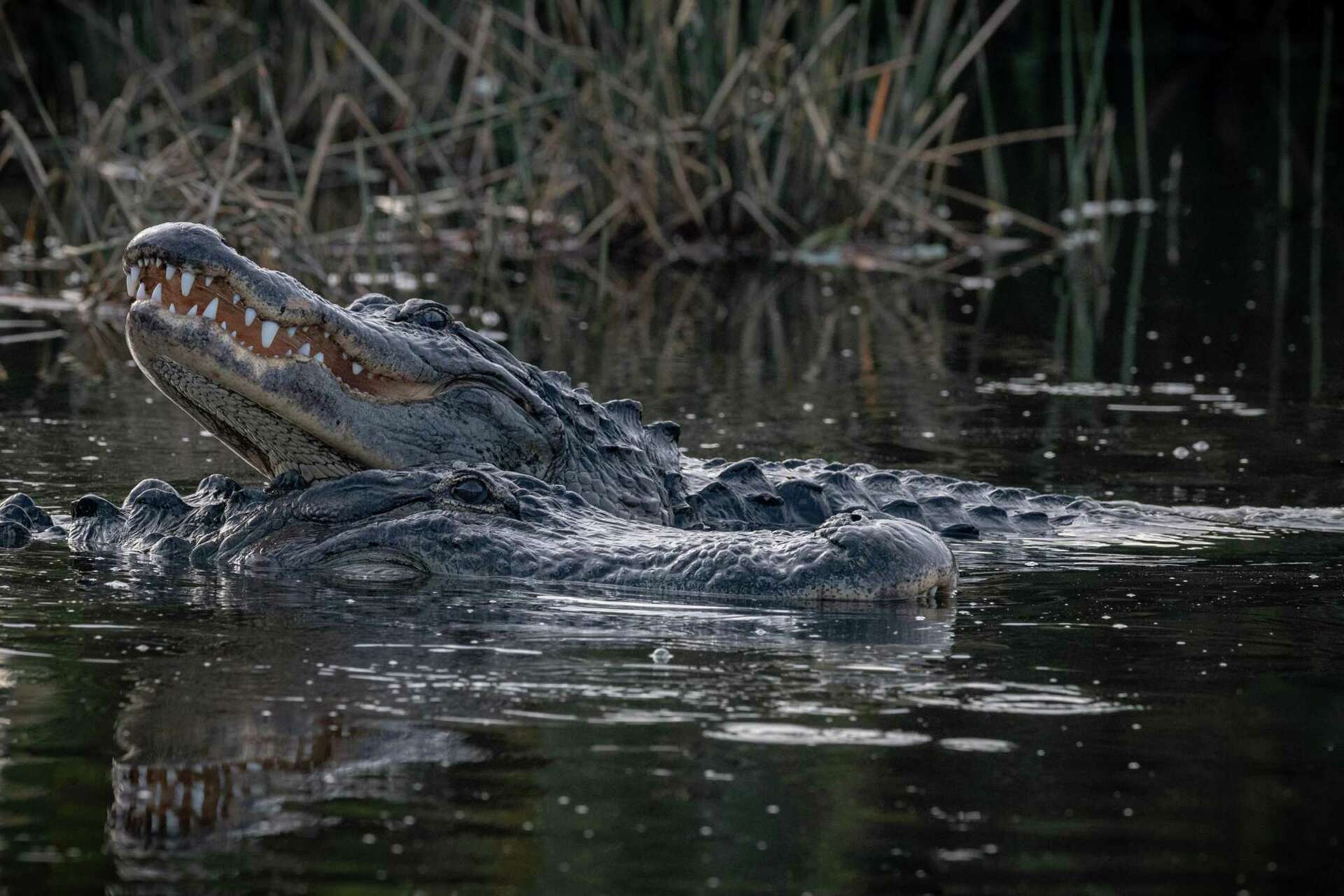 Yep, San Antonio gets its share of wild alligators. On guard, Fluffy!