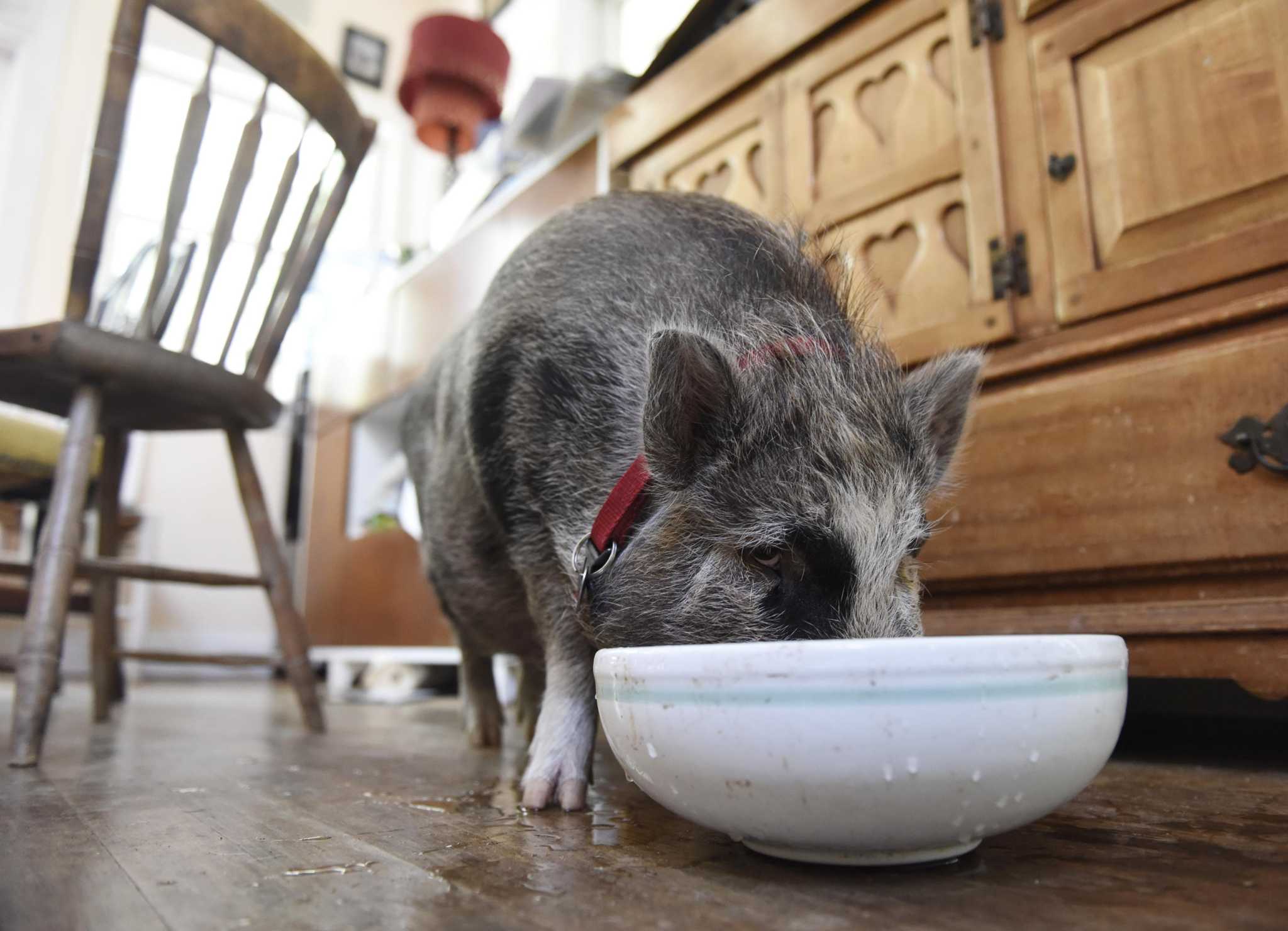 The Mother Lode: My pig has been sitting on our sofa. A Pennsylvania ...