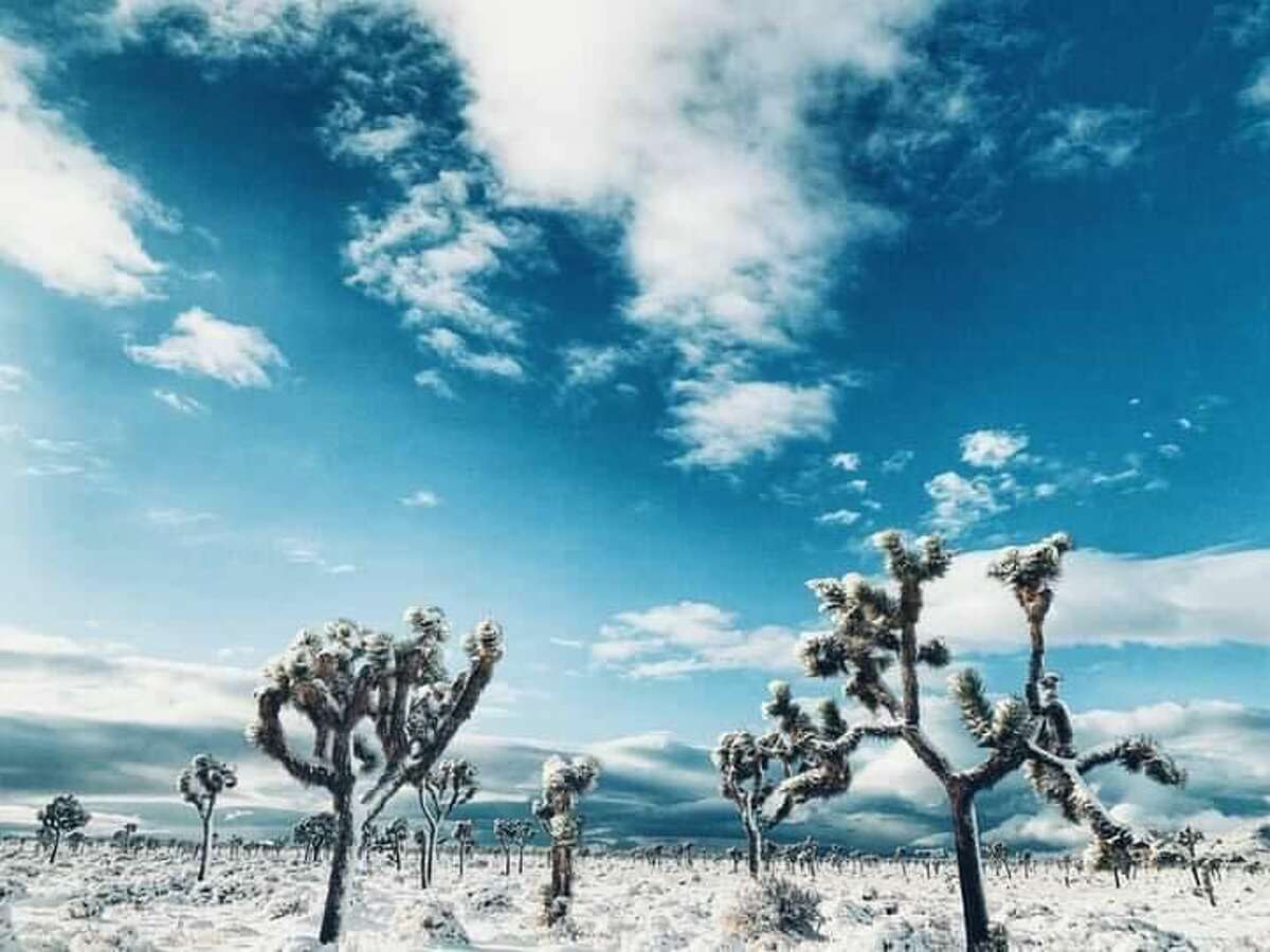 Photos: Rare snow covers Joshua Tree National Park