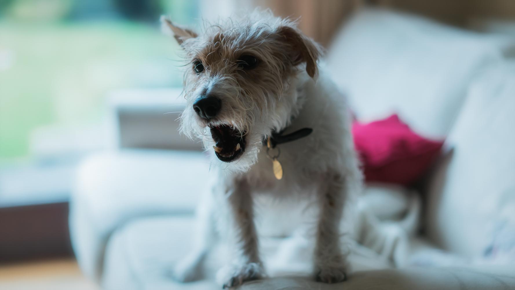 How to train your dog to be quiet despite doorbells, other noises
